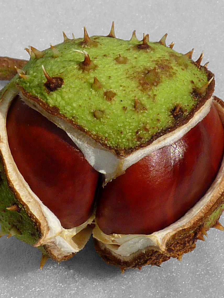 Franklin Marshall Horse Chestnut Aesculus Hippocastanum 